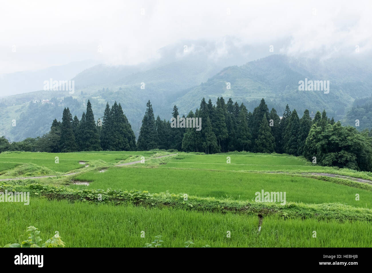 Rice growing in niigata High Resolution Stock Photography and Images ...