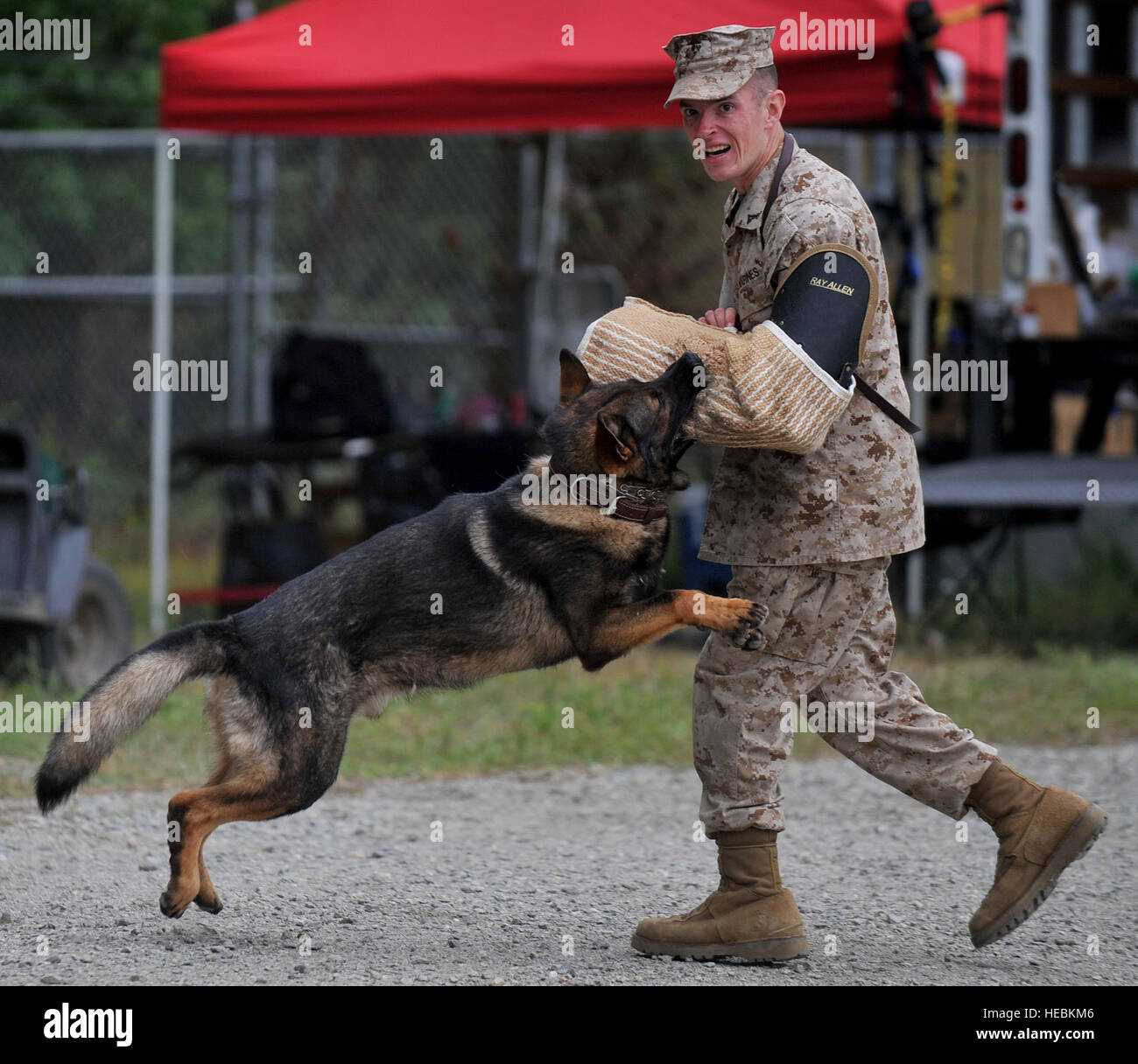 A military working dog, grabs onto a biting wrap worn by a U.S. Marine ...