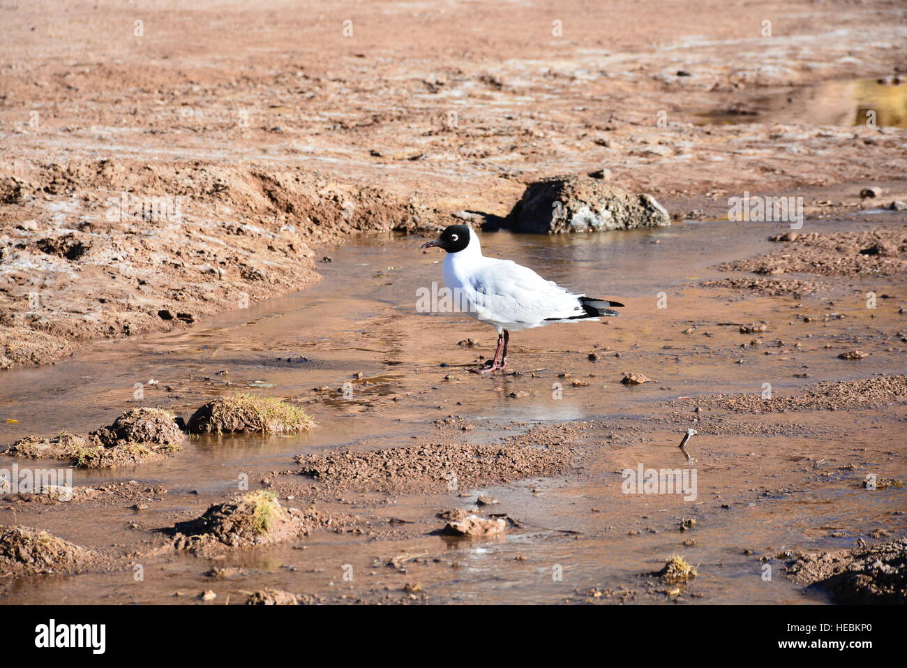 Birds in Atacama desert Chile Stock Photo - Alamy