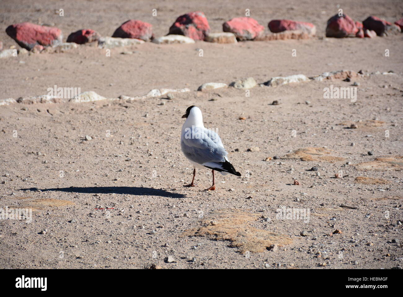 Birds in Atacama desert Chile Stock Photo - Alamy