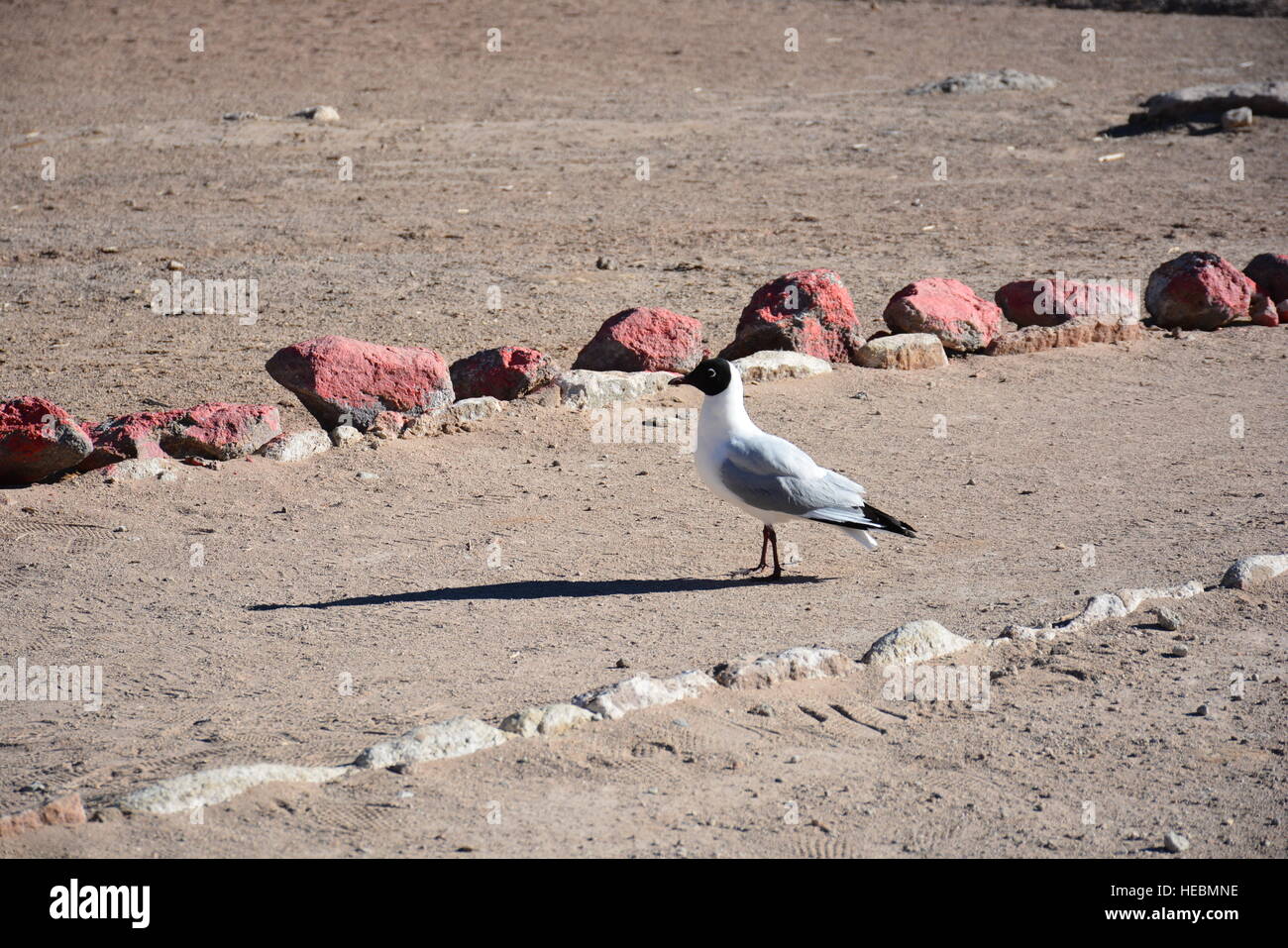 Birds in Atacama desert Chile Stock Photo - Alamy