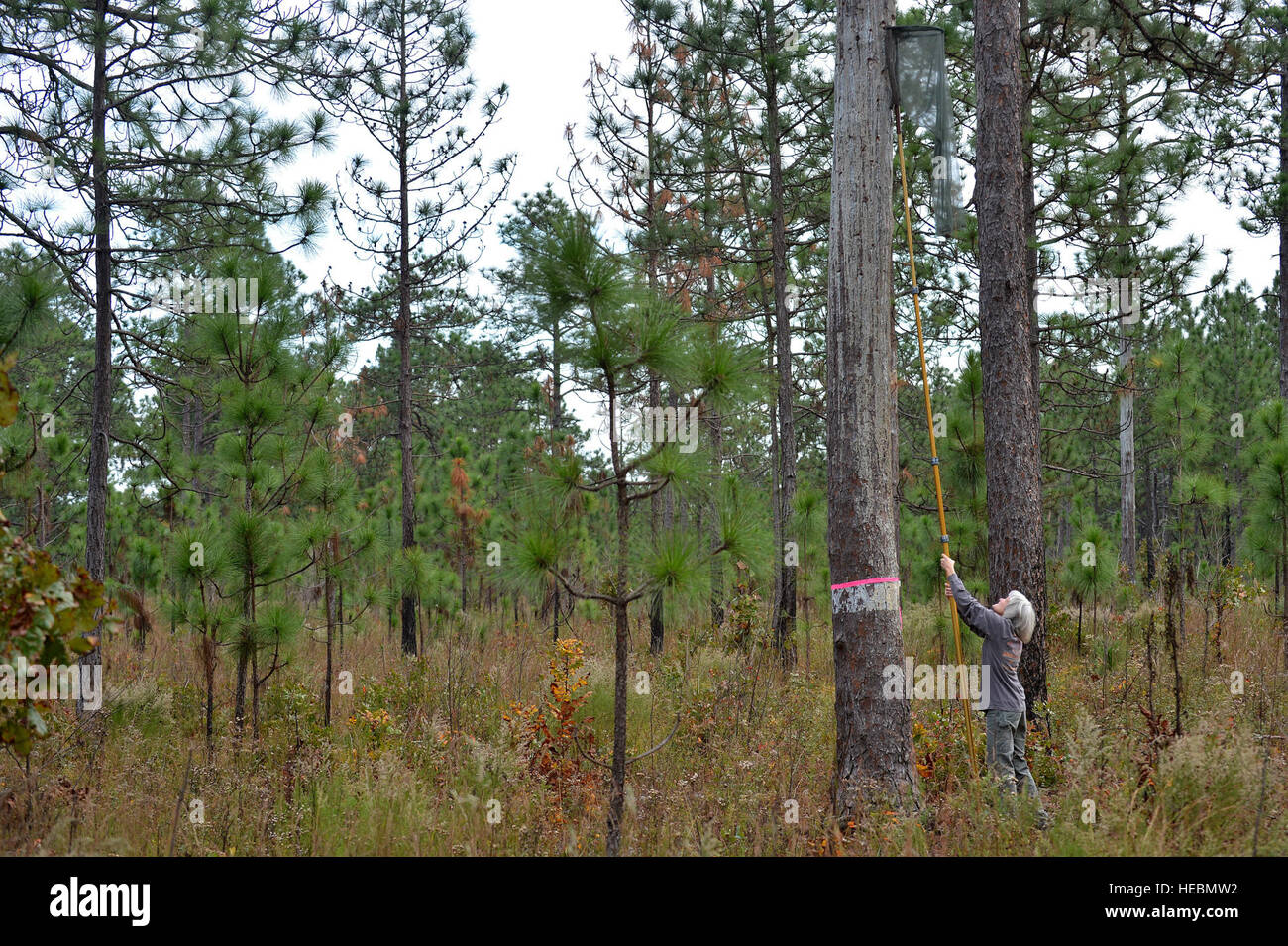 Julie Hovis, 20th Civil Engineer Squadron endangered species biologist ...
