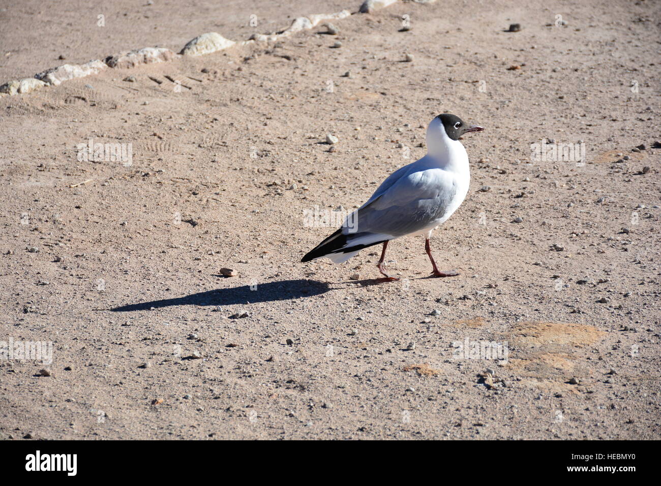Birds in Atacama desert Chile Stock Photo - Alamy
