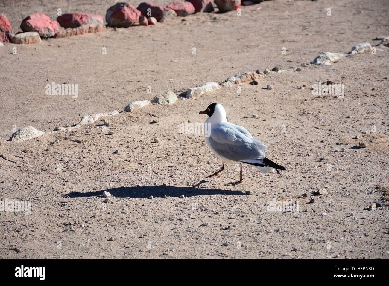 Birds in Atacama desert Chile Stock Photo - Alamy