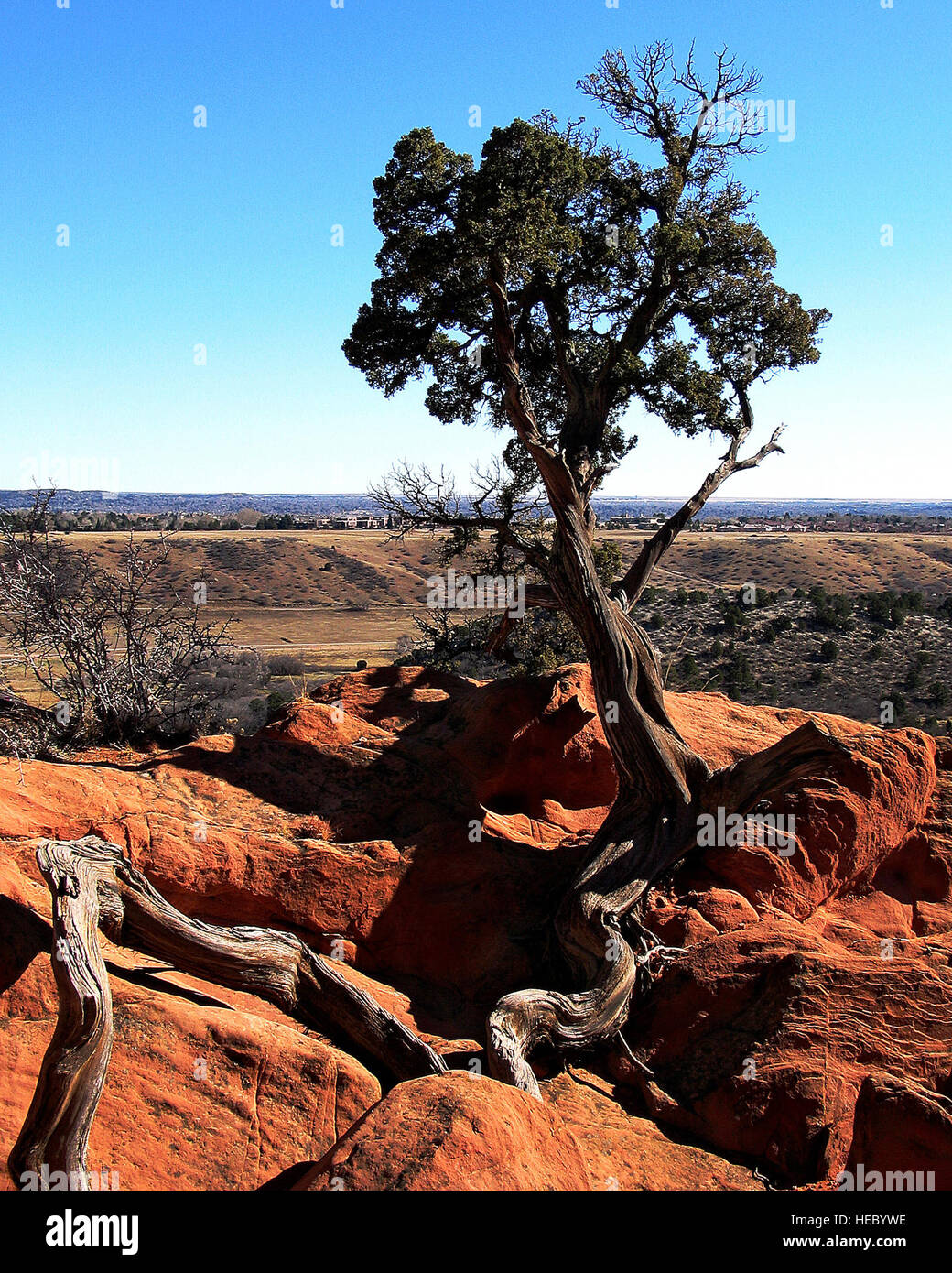 COLORADO SPRINGS, Colo. -- Shown is one of the many trees at Garden of ...
