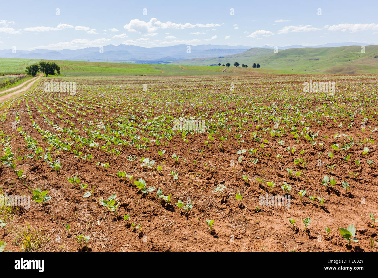 Farming landscape fields of food maize crops in summer season Stock ...