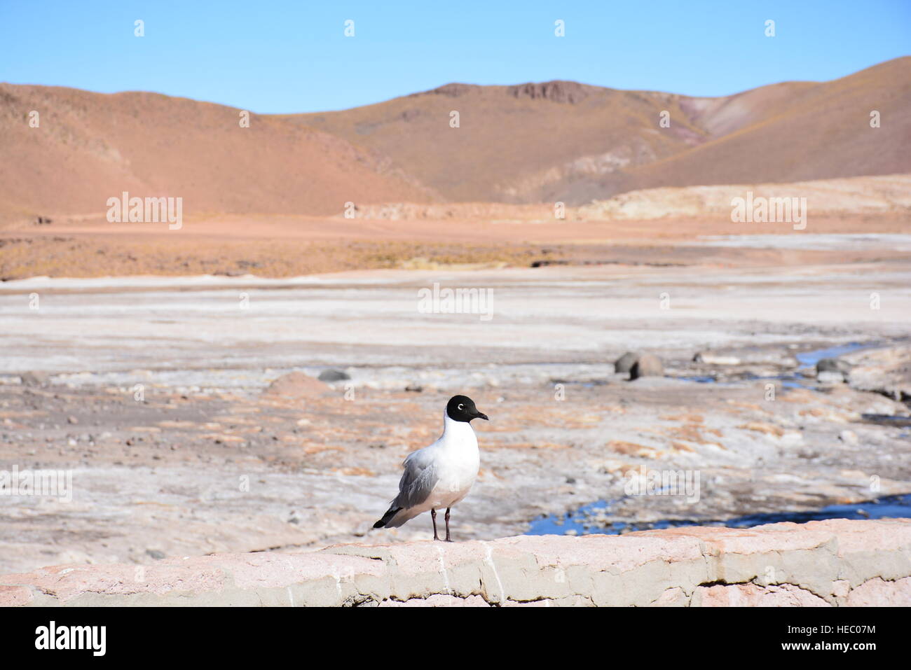 Birds in Atacama desert Chile Stock Photo - Alamy