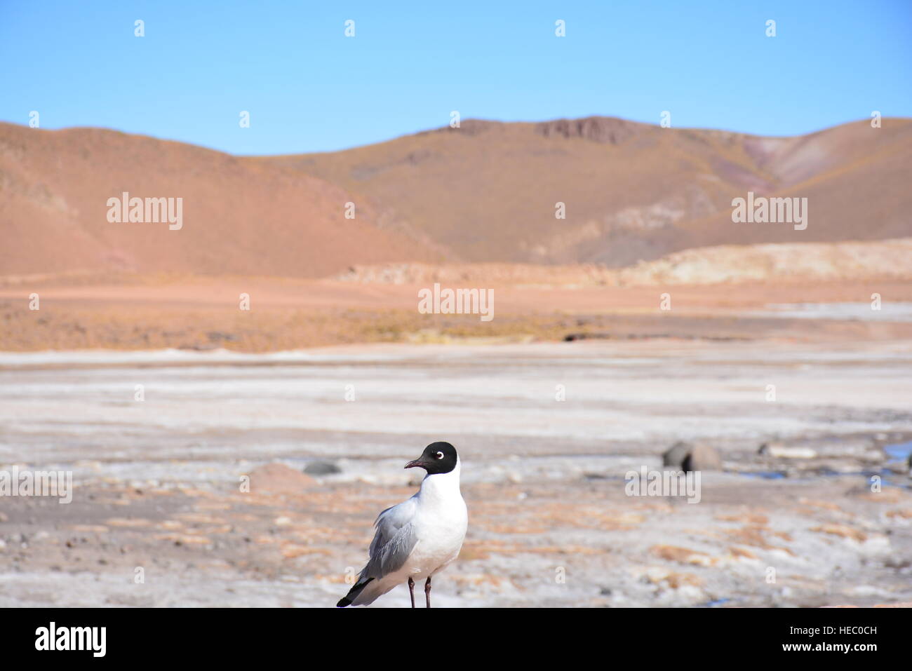 Birds in Atacama desert Chile Stock Photo - Alamy