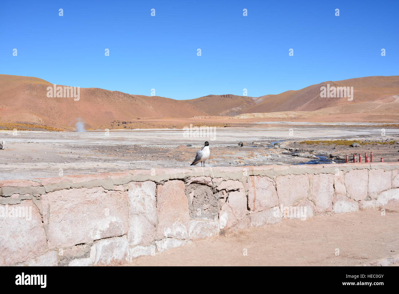 Desert birds nest hi-res stock photography and images - Alamy