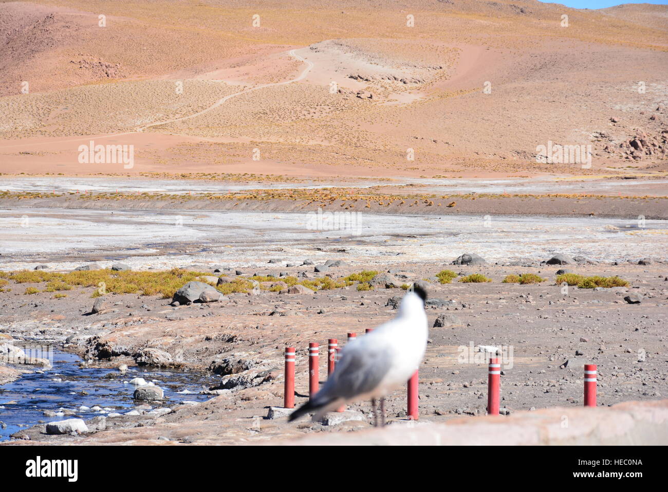 Birds in Atacama desert Chile Stock Photo - Alamy
