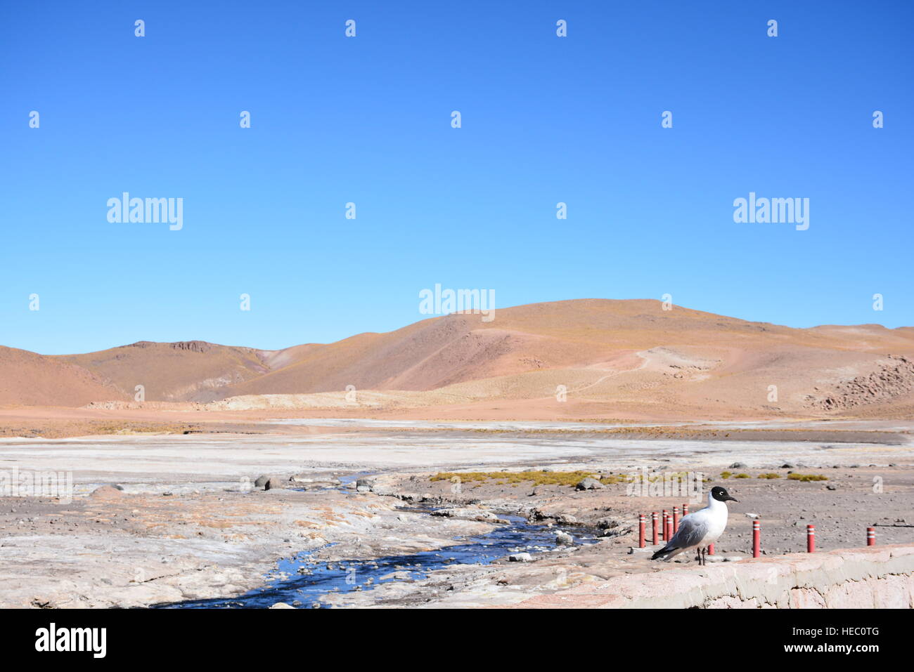 Birds in Atacama desert Chile Stock Photo - Alamy