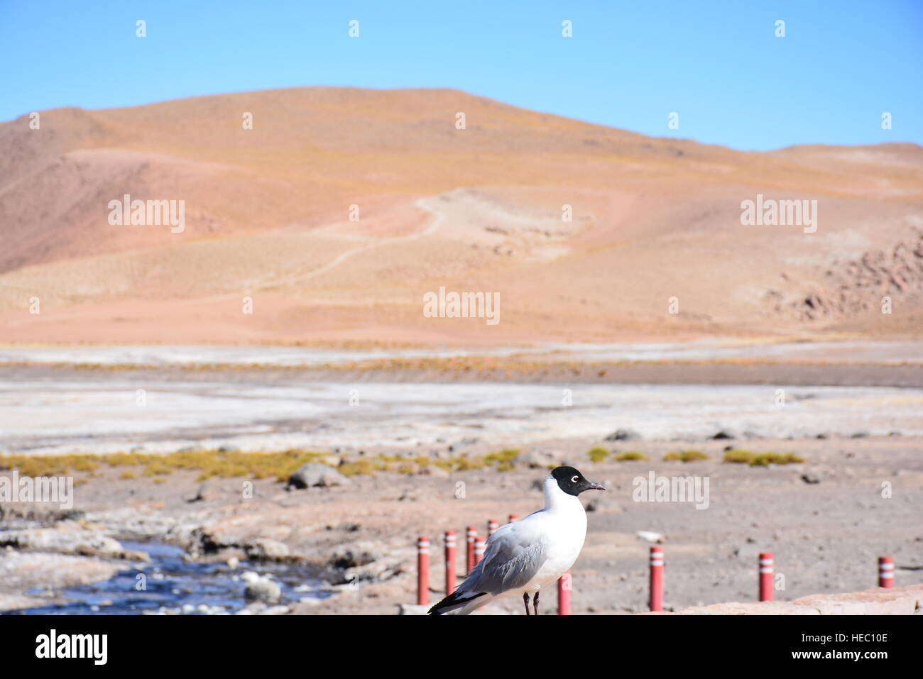 Birds of the atacama desert in chile hi-res stock photography and ...