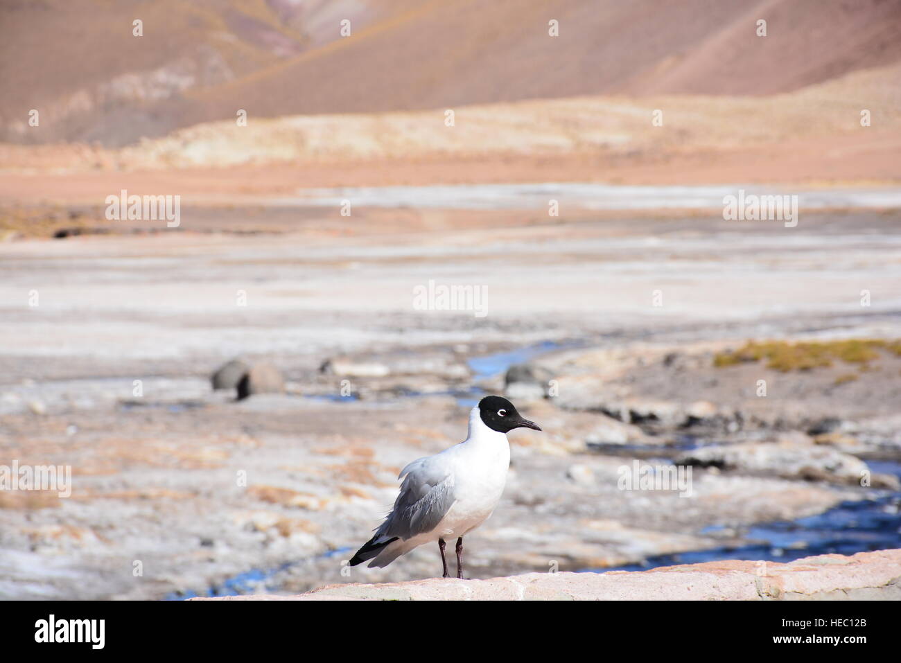 Birds in Atacama desert Chile Stock Photo - Alamy