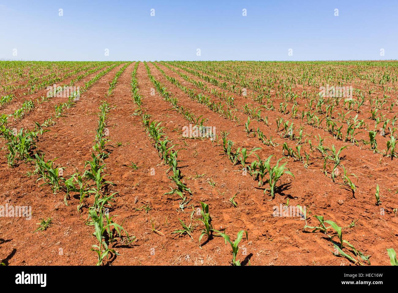 Farming landscape fields of food maize crops in summer season Stock ...
