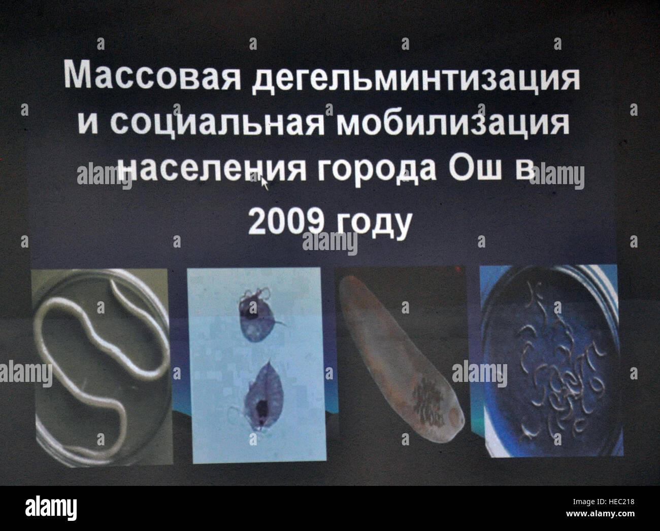 Parasitic worms hi-res stock photography and images - Alamy