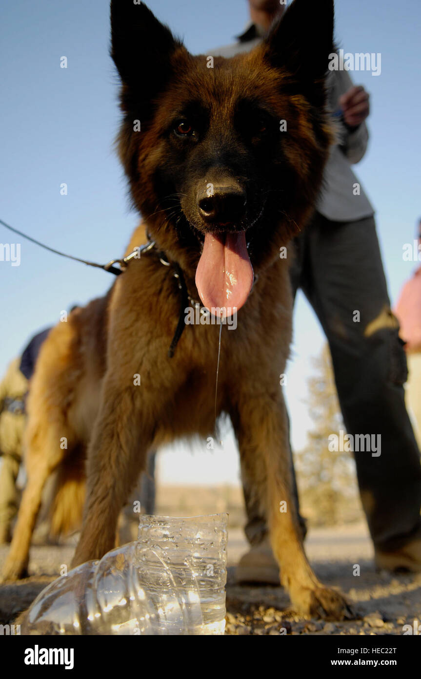 Chica, a canine with the Iraqi police, enjoys a bottle of water after a ...
