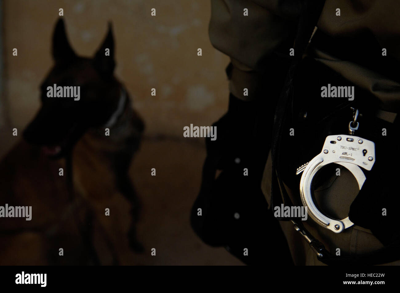 Cash, a canine with the Iraqi police, waits for directions from his ...