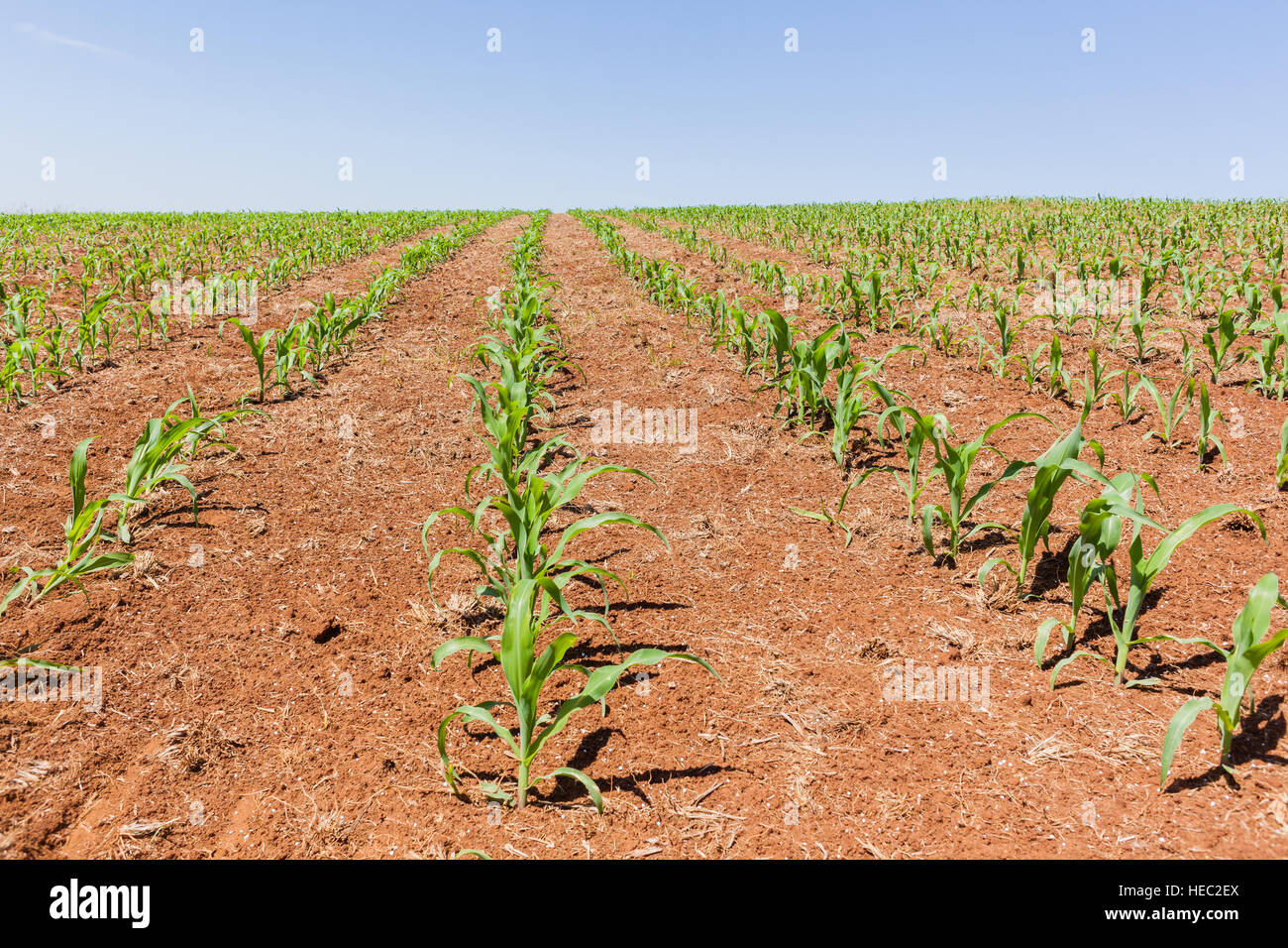 Farming landscape fields of food maize crops in summer season Stock ...