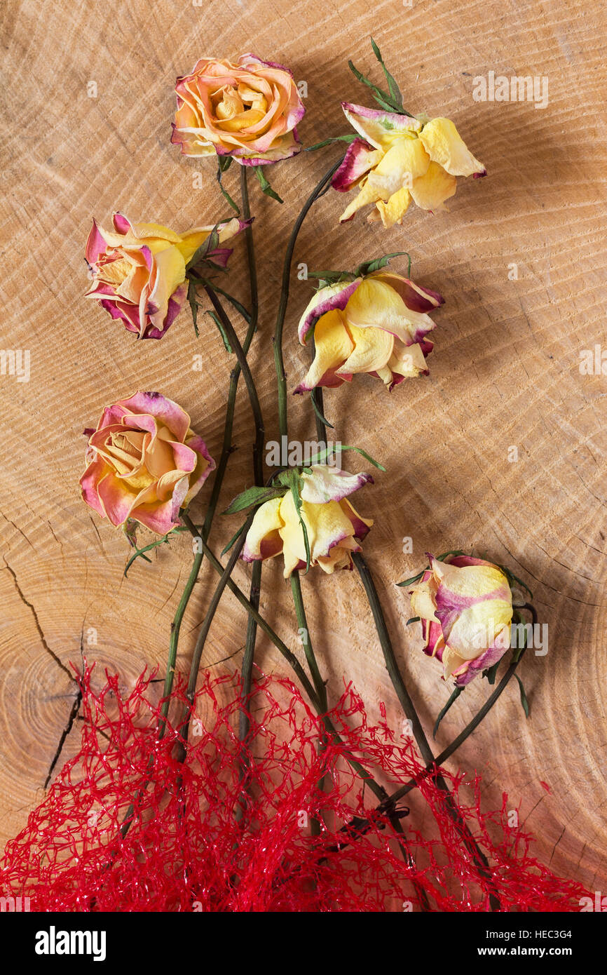 Withered faded sad roses on wooden background as studio close up and ...