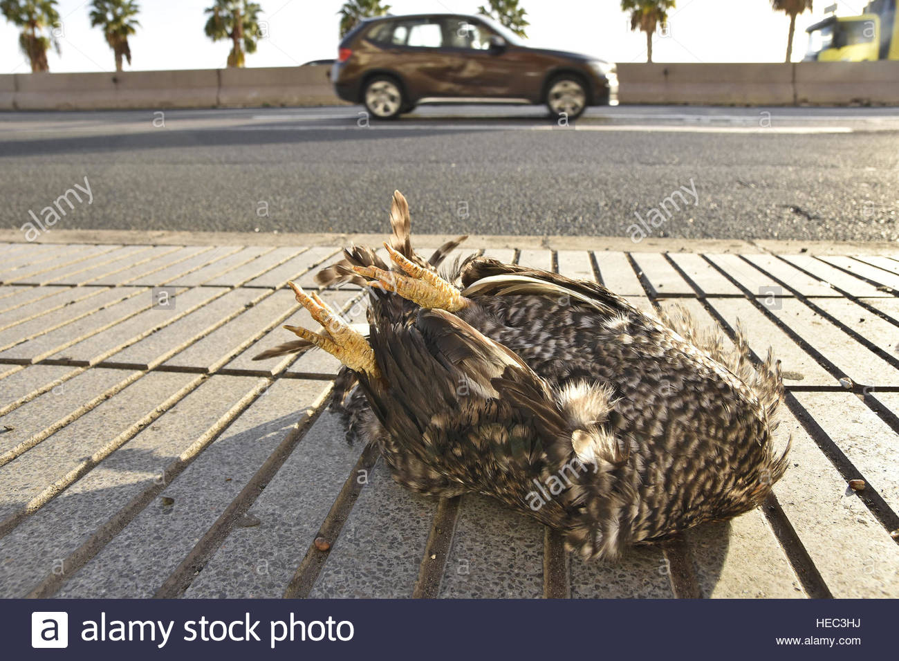 Dead Bird Carcass High Resolution Stock Photography and Images - Alamy