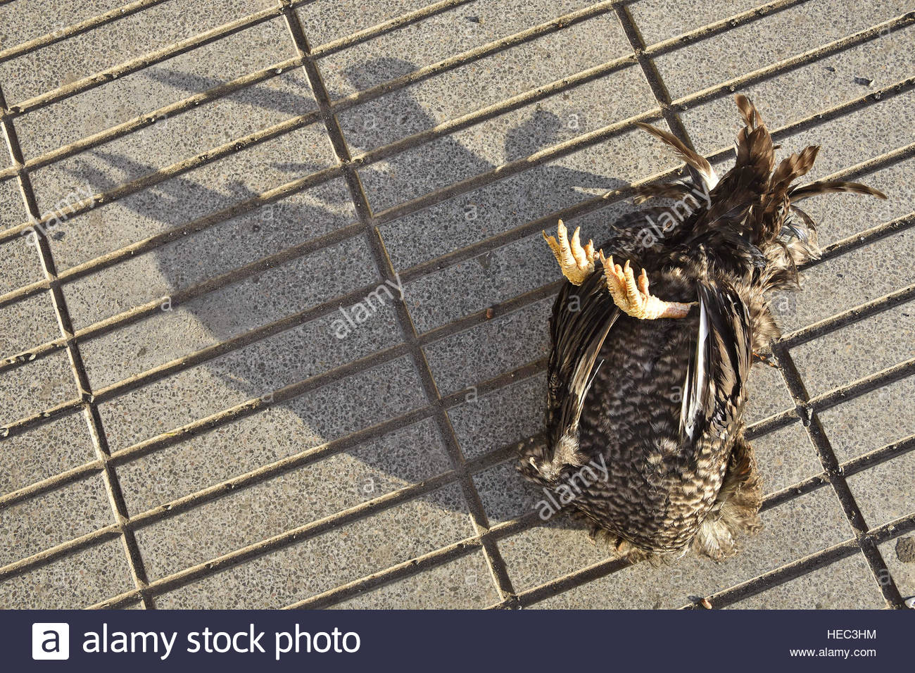 Dead Bird Carcass High Resolution Stock Photography and Images - Alamy