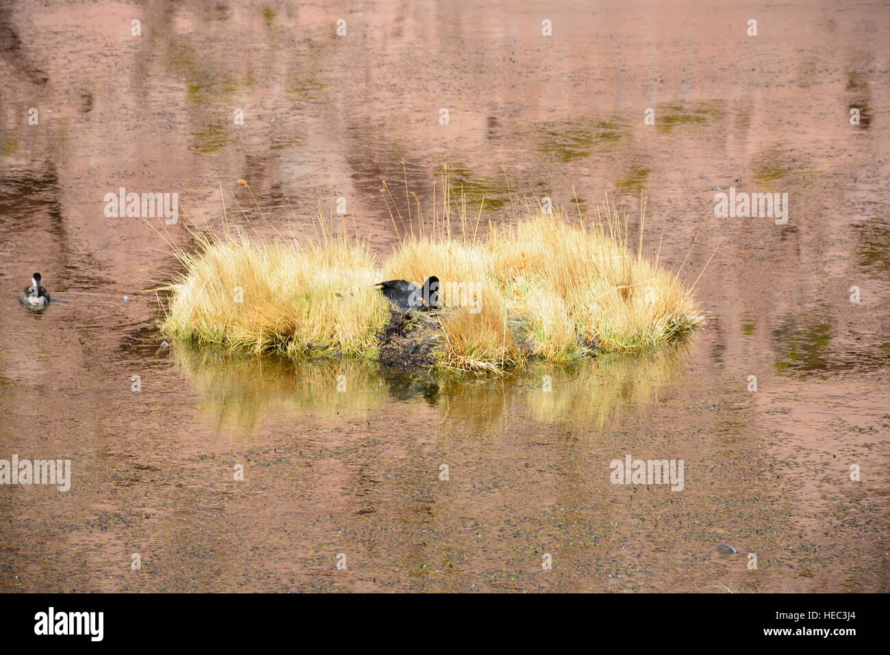 Birds in Atacama desert Chile Stock Photo - Alamy