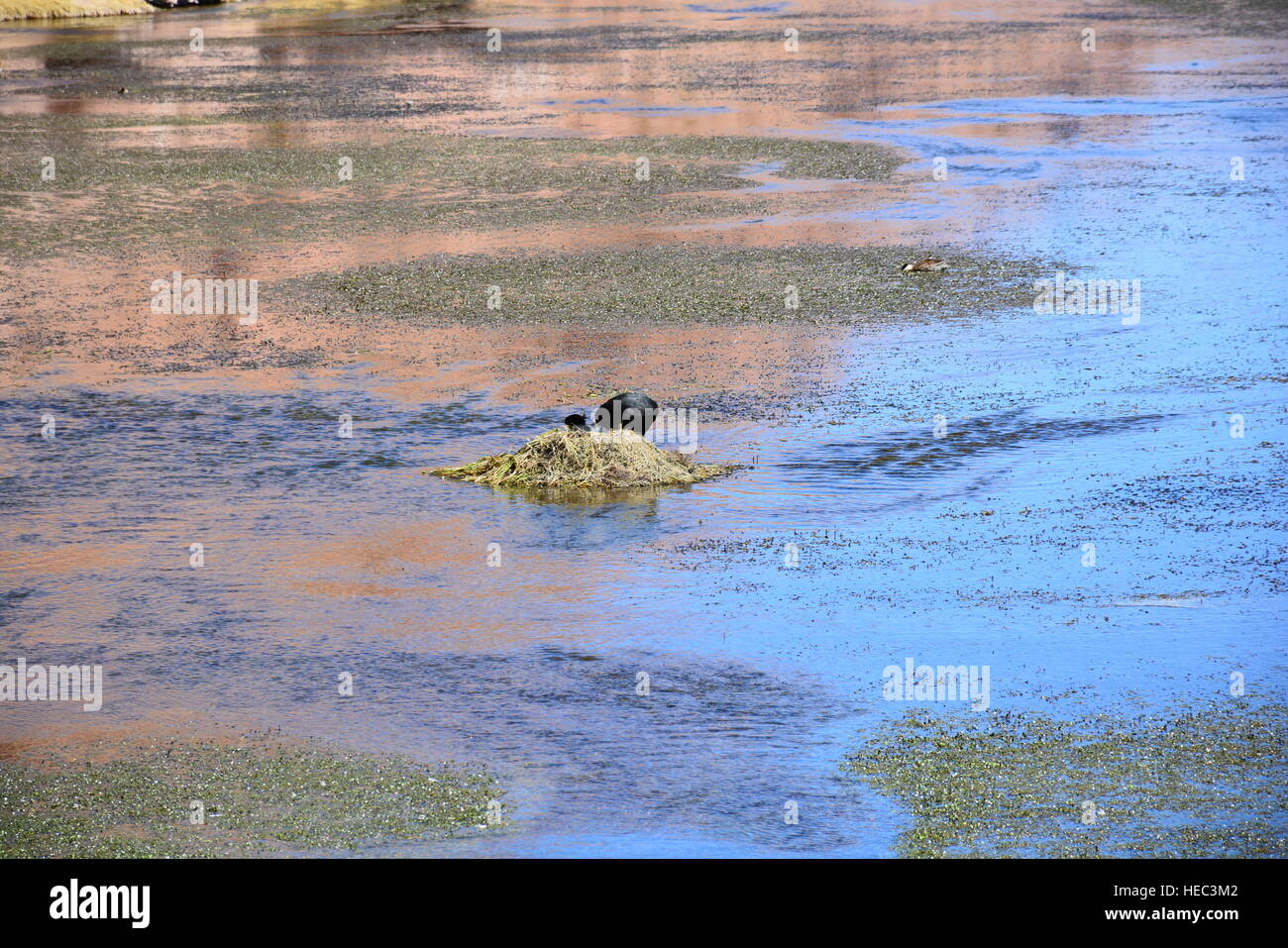 Birds in Atacama desert Chile Stock Photo - Alamy