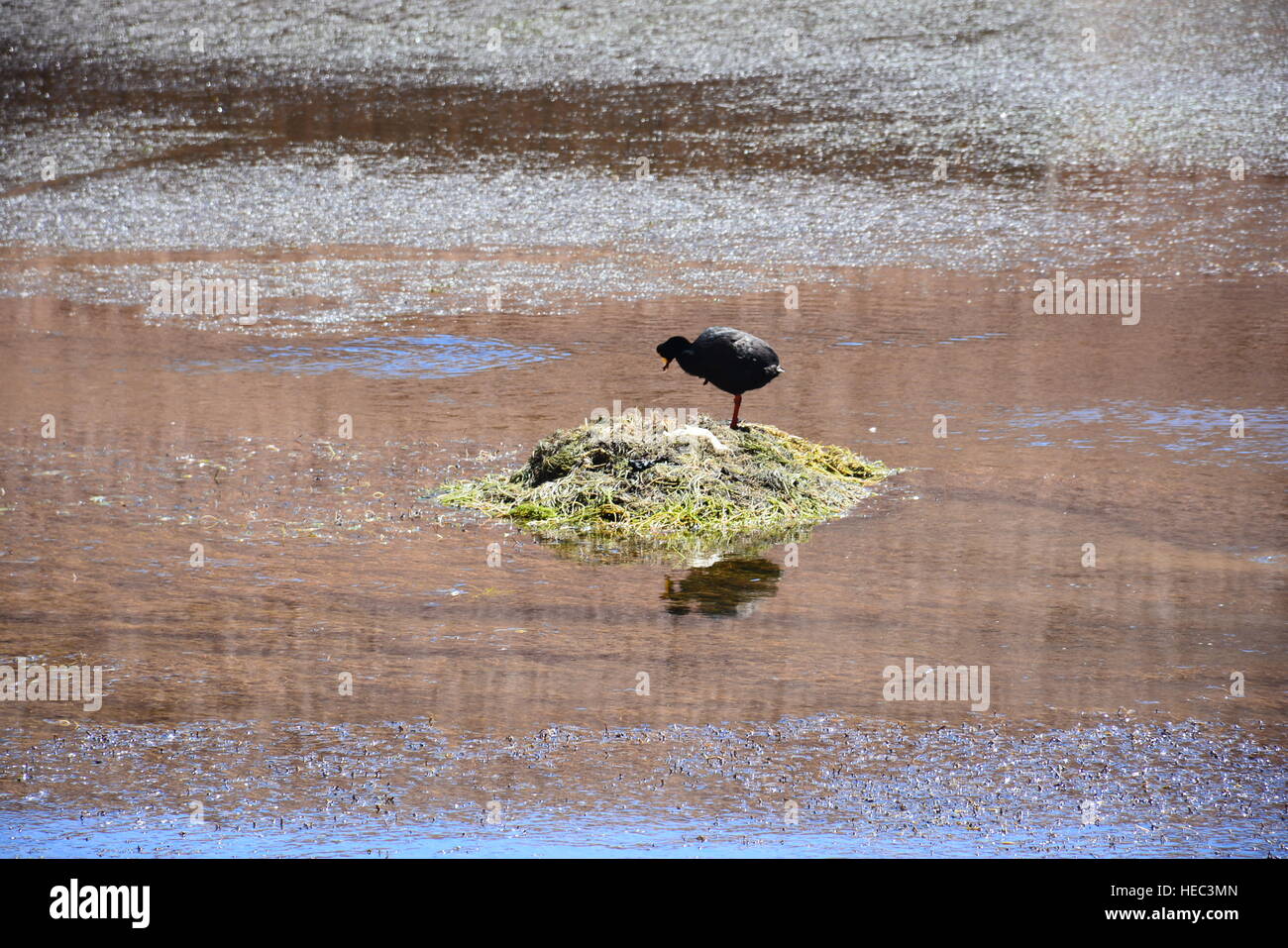 Birds in Atacama desert Chile Stock Photo - Alamy