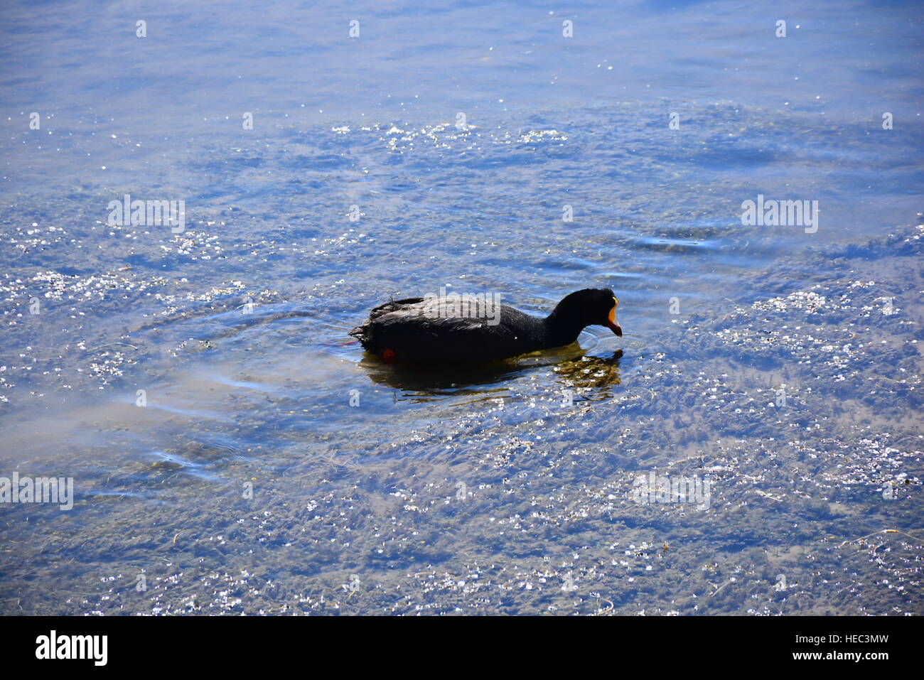 Birds in Atacama desert Chile Stock Photo - Alamy