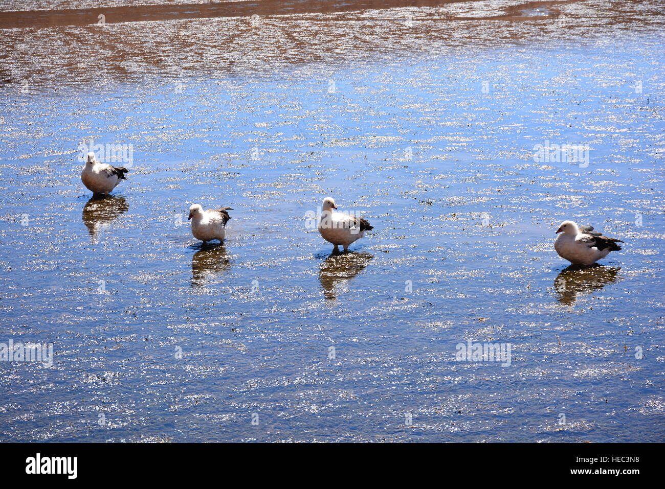 Birds in Atacama desert Chile Stock Photo - Alamy