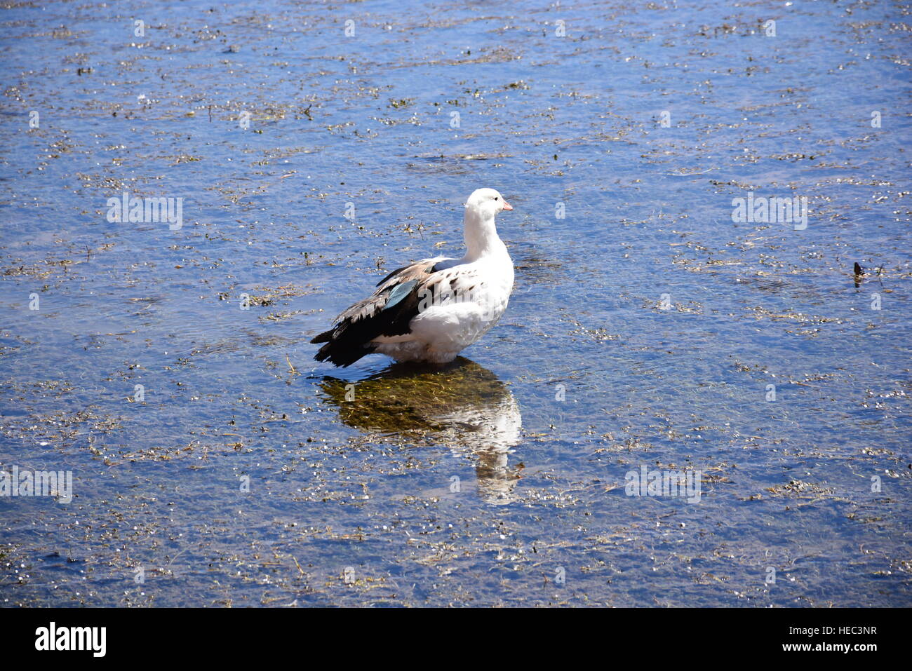 Birds in Atacama desert Chile Stock Photo - Alamy