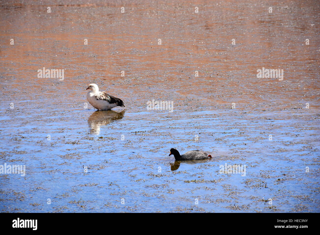 Birds in Atacama desert Chile Stock Photo - Alamy