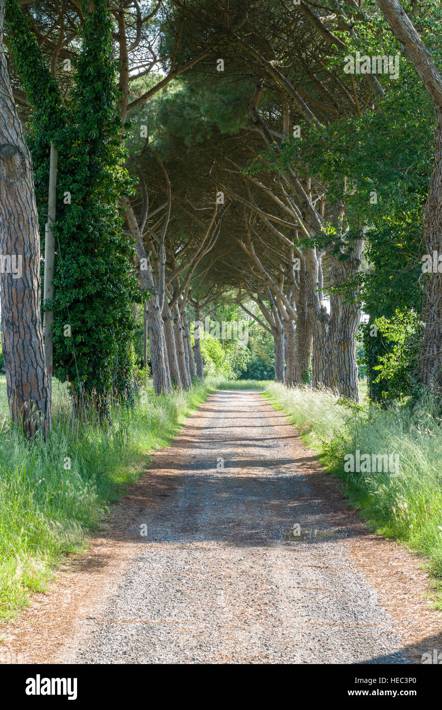 Alleyway with green pine trees Stock Photo - Alamy