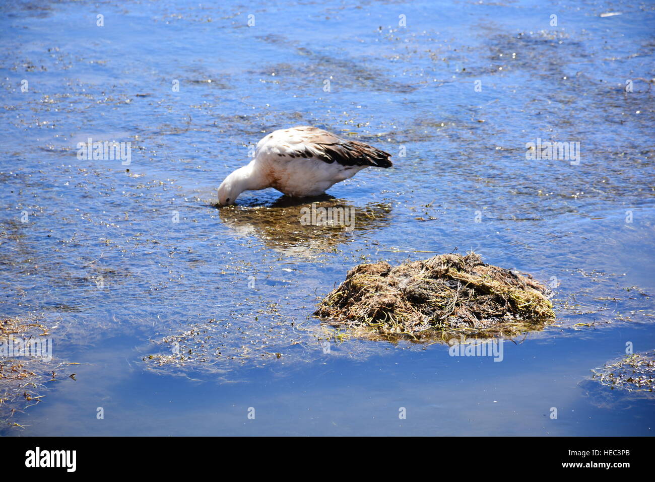 Birds in Atacama desert Chile Stock Photo - Alamy