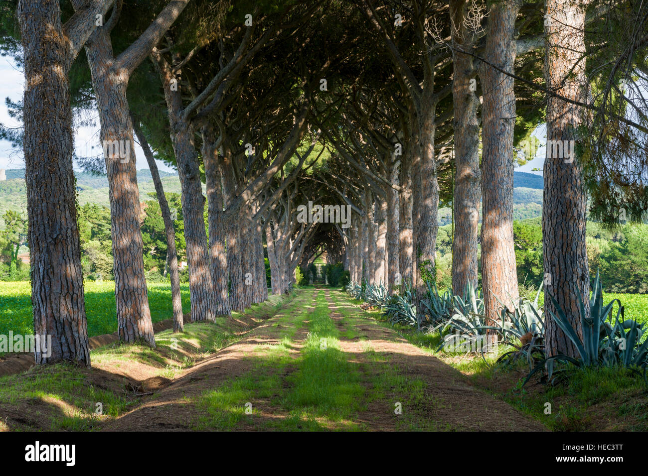 Pine alley hi-res stock photography and images - Alamy