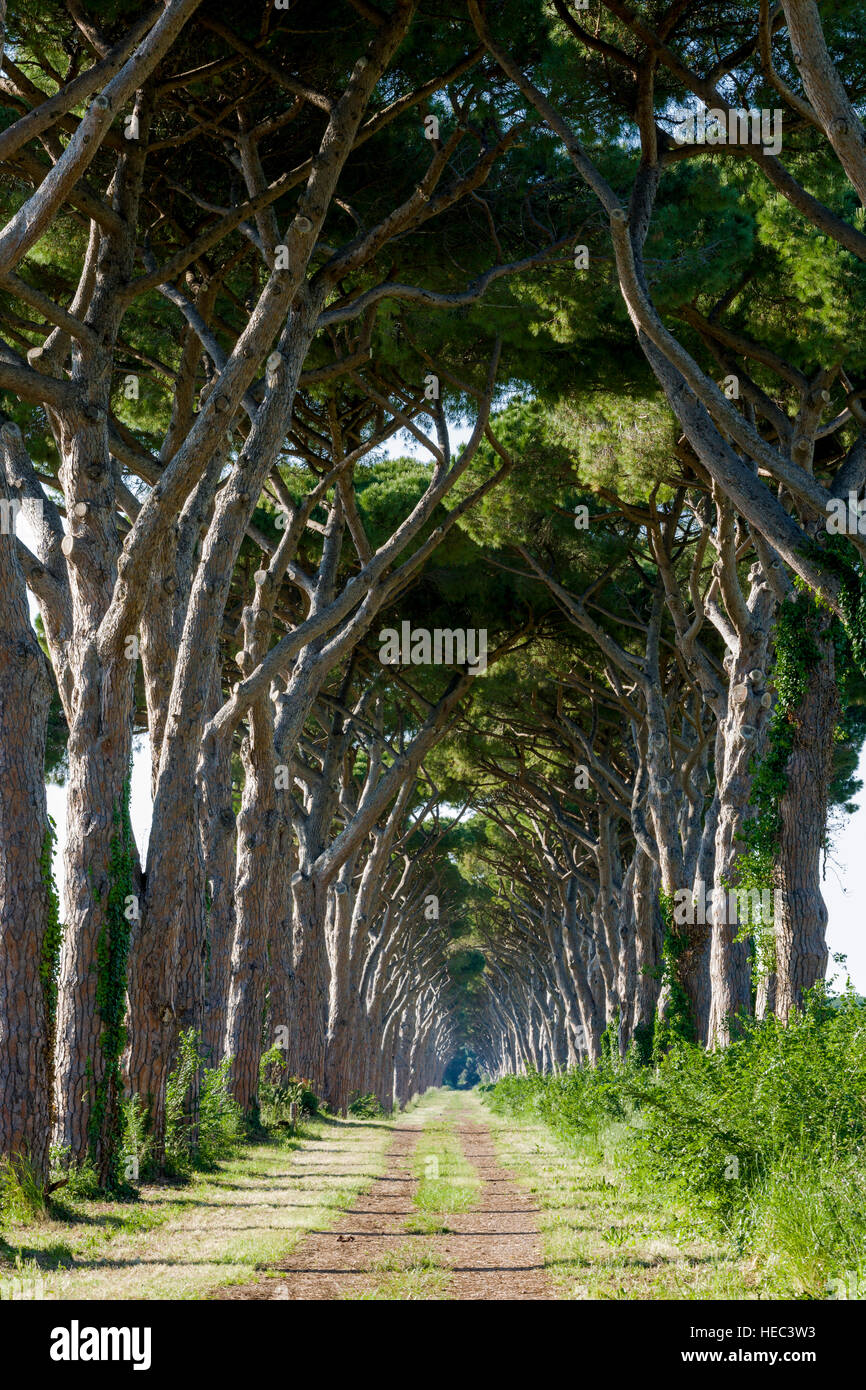 Alleyway with green pine trees Stock Photo - Alamy