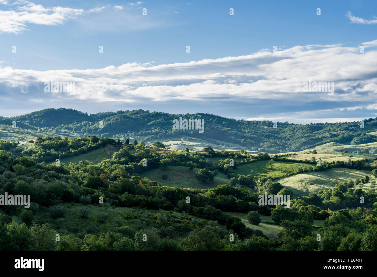 Typical green Tuscany landscape with hills, olive trees, grain fields ...
