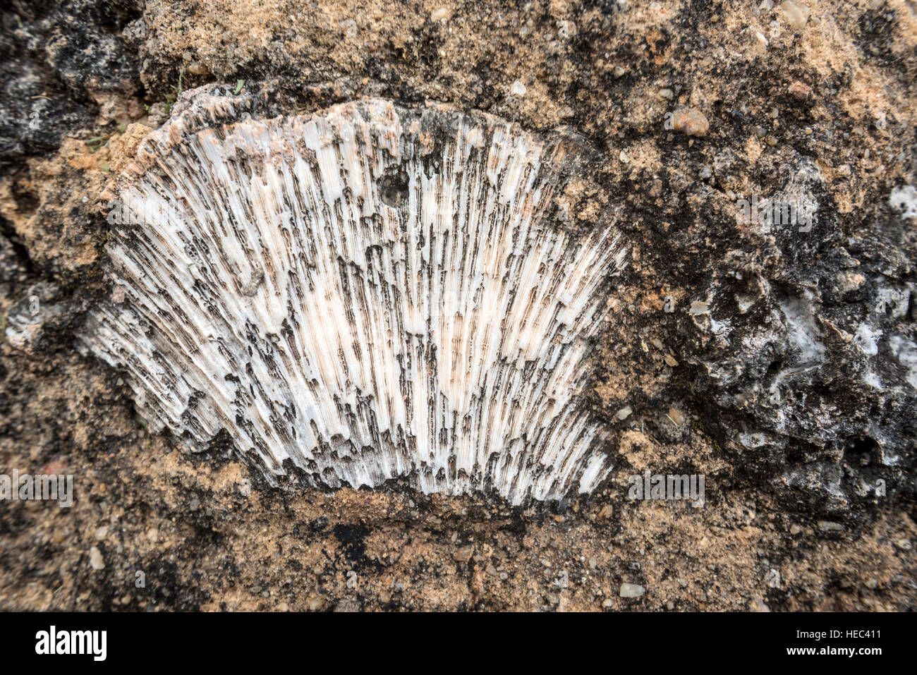 Archaeological dinosaur history skull hi-res stock photography and ...