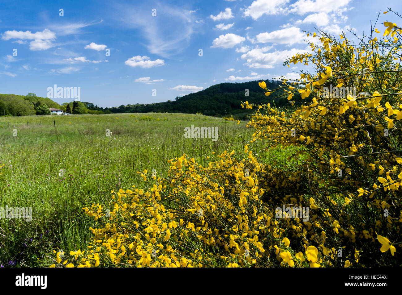 Broom field hi-res stock photography and images - Alamy