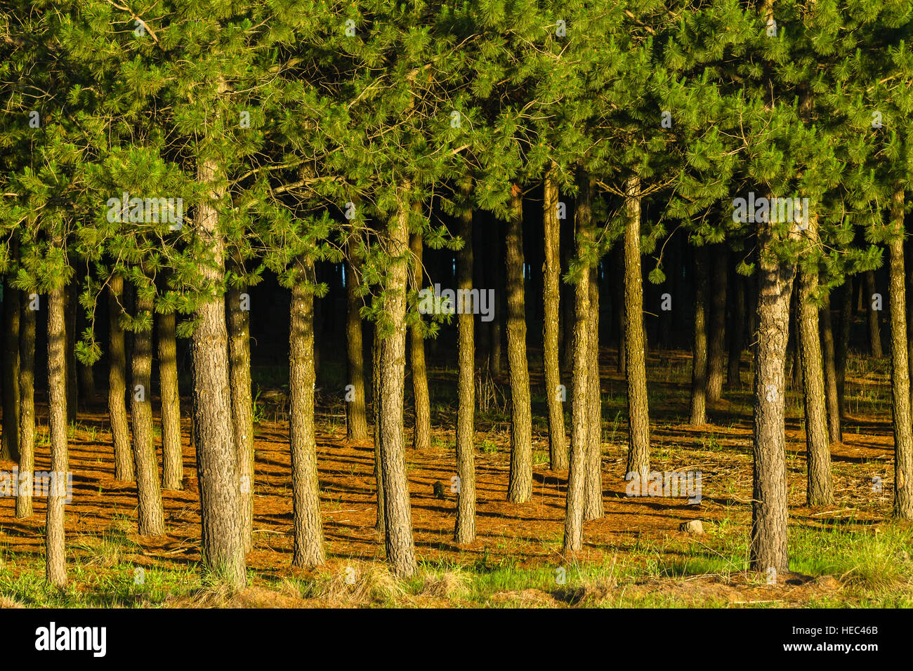 Forest of young pine trees growing closeup section summer afternoon ...