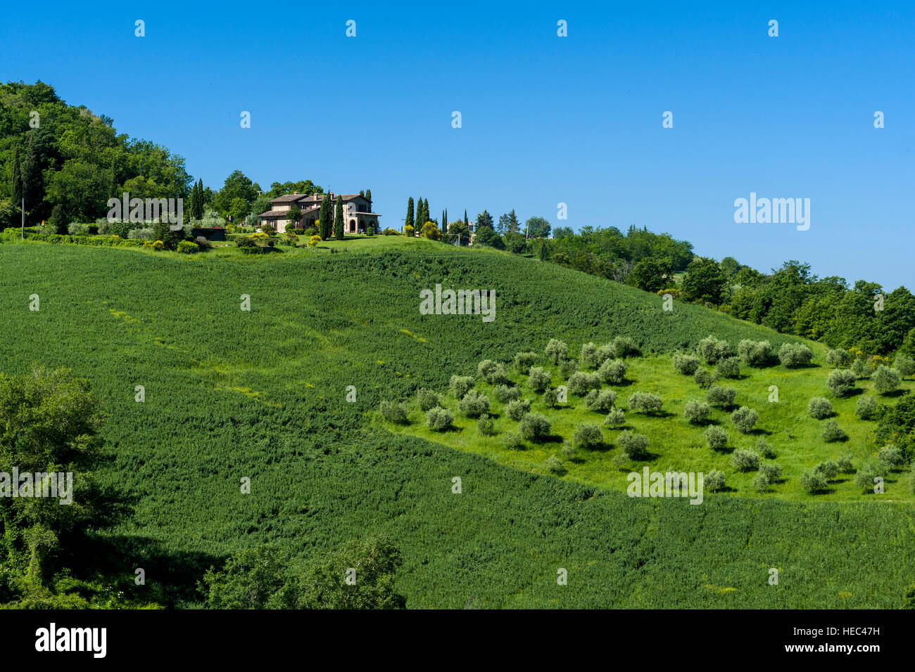Grain olive tree plantations hi-res stock photography and images - Alamy