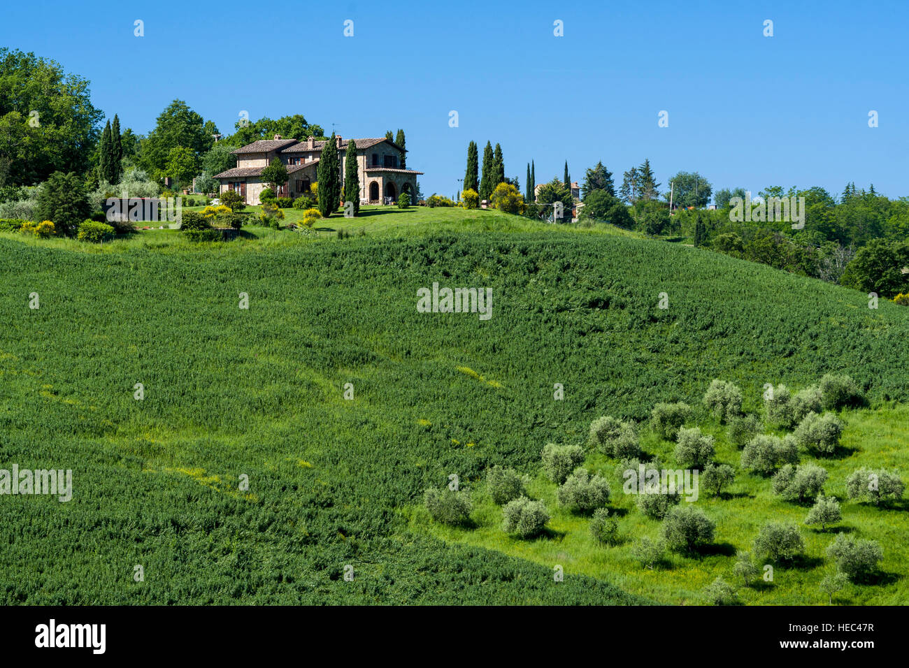 Grain olive tree plantations hi-res stock photography and images - Alamy