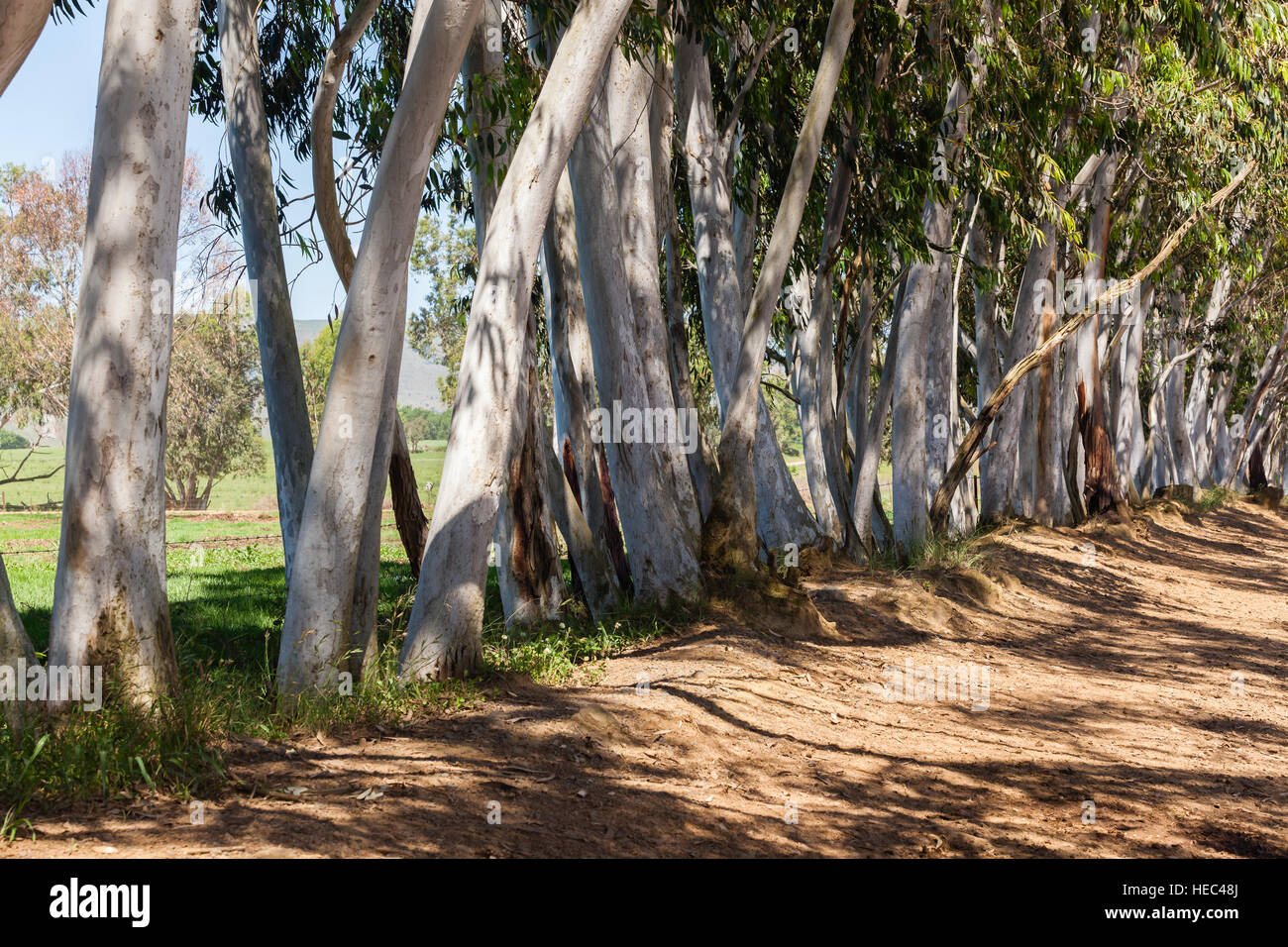 Countryside farm gum trees closeup together alongside dirt road Stock ...