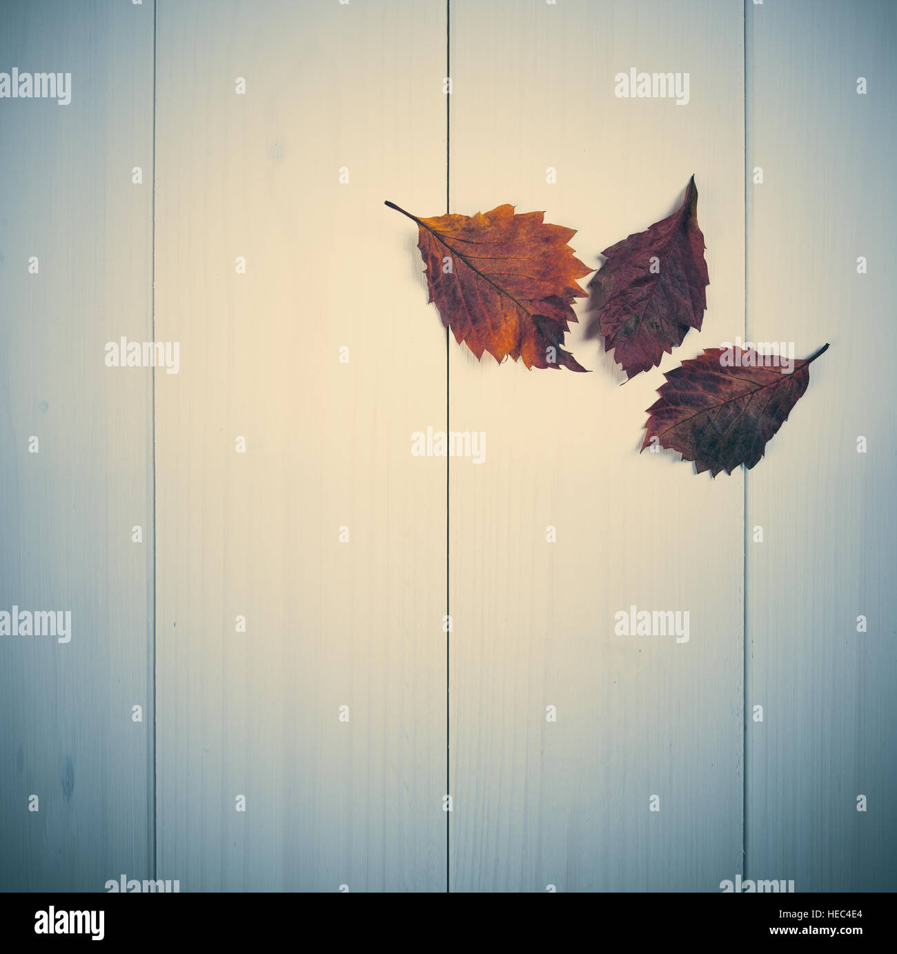 Fall season text hi-res stock photography and images - Alamy