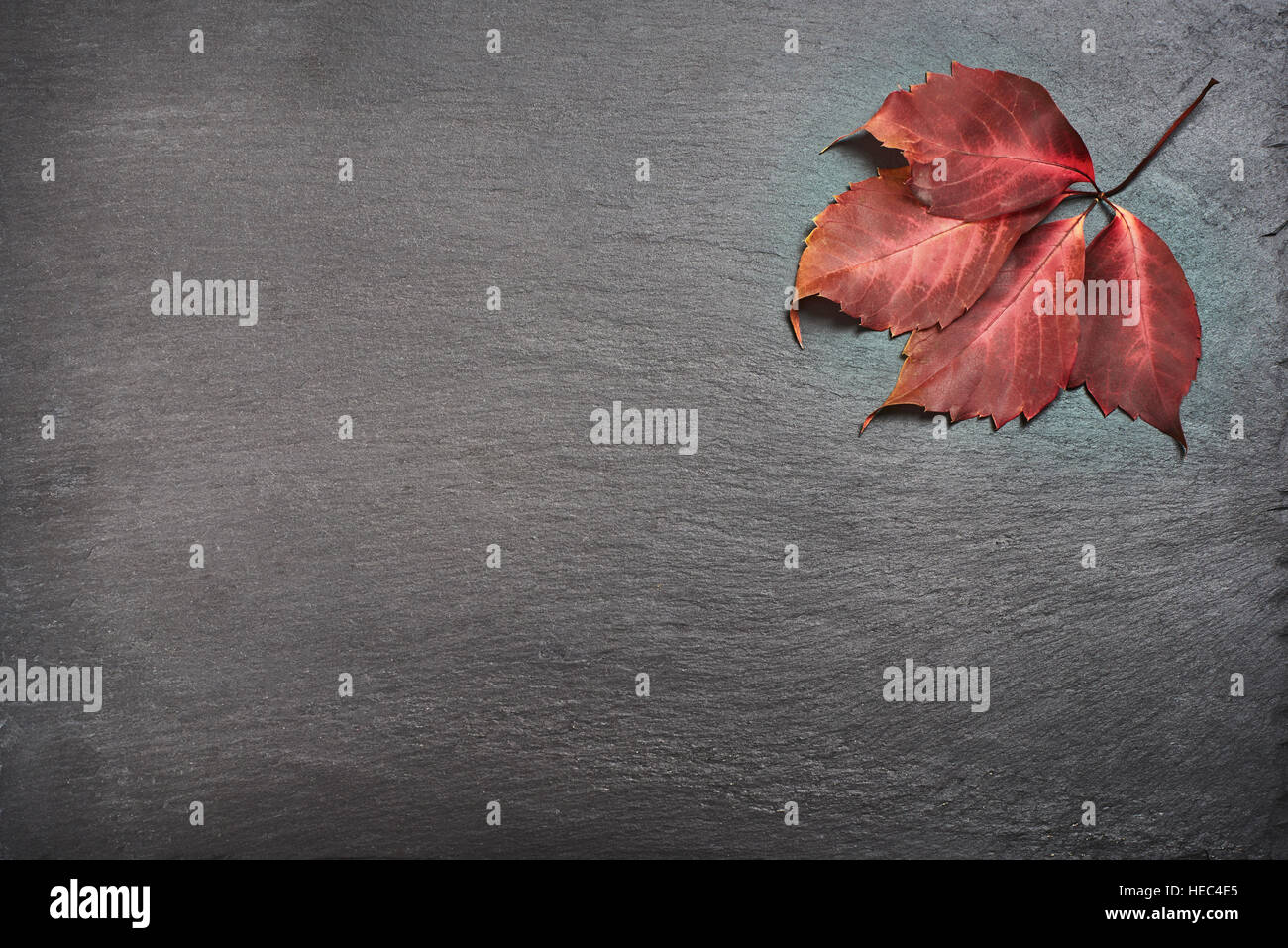 Isolated autumn leaves on slate Stock Photo - Alamy