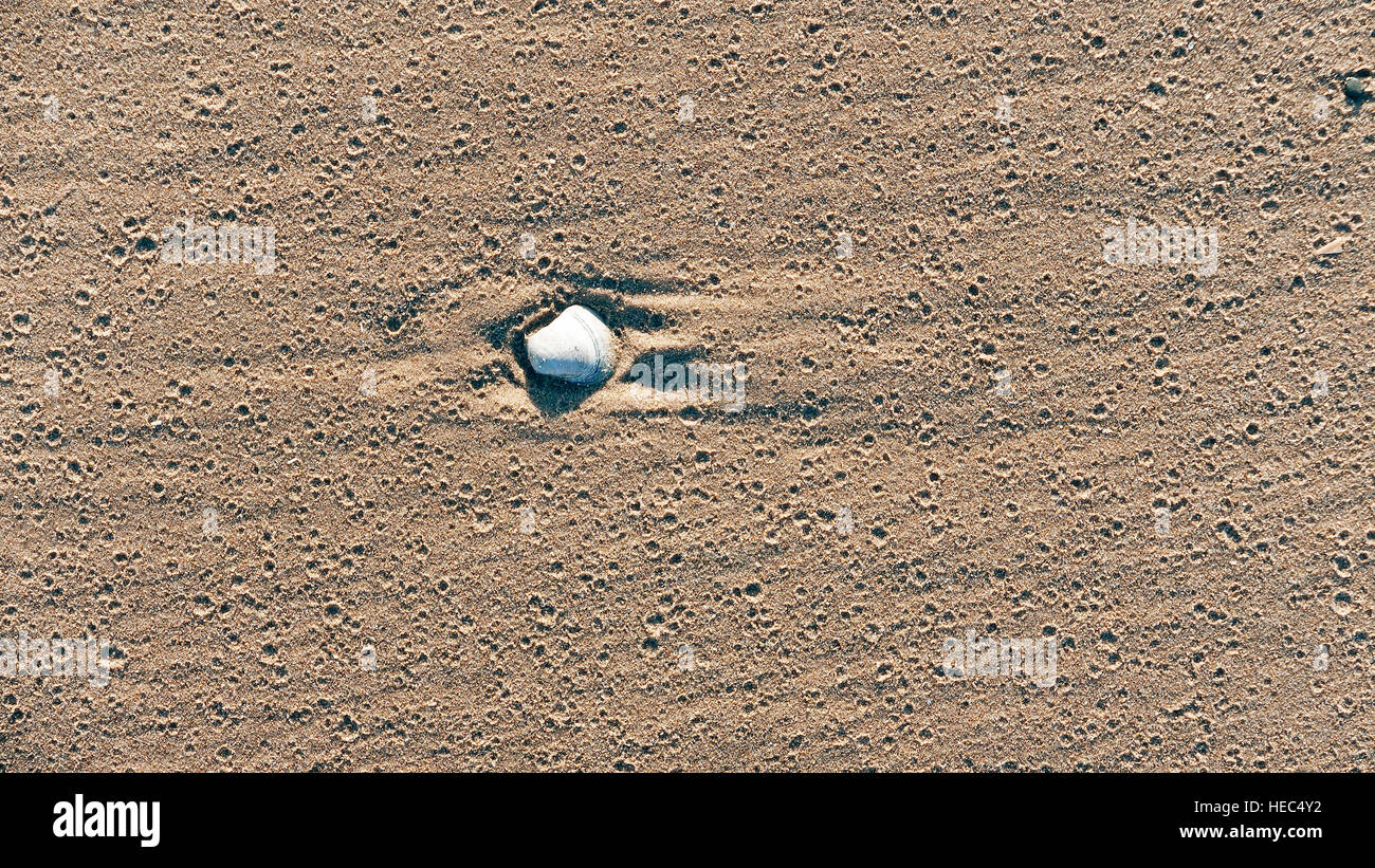 One sea shell on beach Stock Photo - Alamy