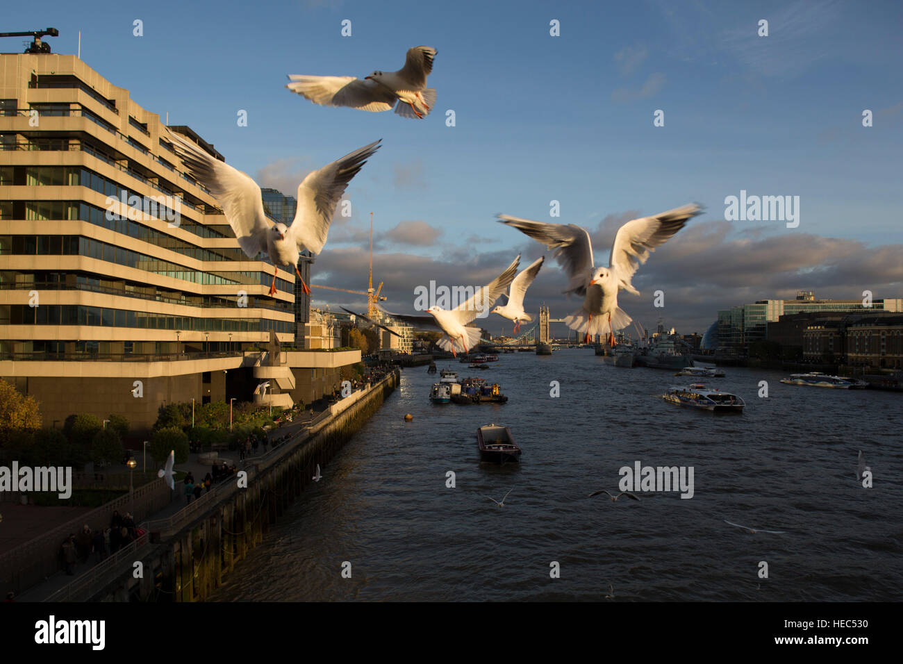 Flock of small seagulls swirling above the River Thames competing for ...