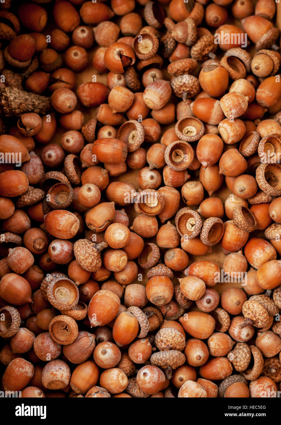 Acorn box hi-res stock photography and images - Alamy