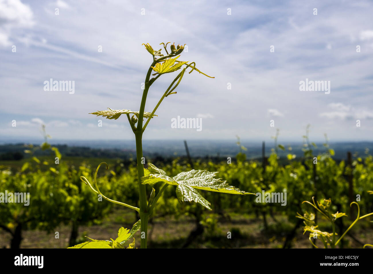 Typical green Tuscany landscape in Val d’Orcia with detail of a ...