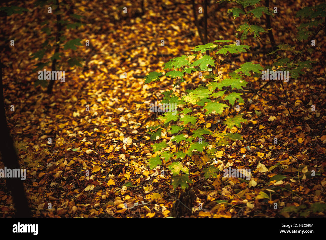 autumn leaves yellow and green leaves of the tree Stock Photo - Alamy